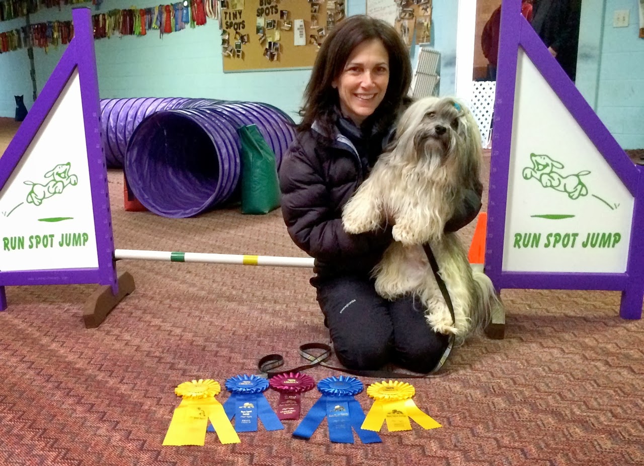 To Dog With Love: Rocco's First USDAA Intro Agility Trial and Snooker Run