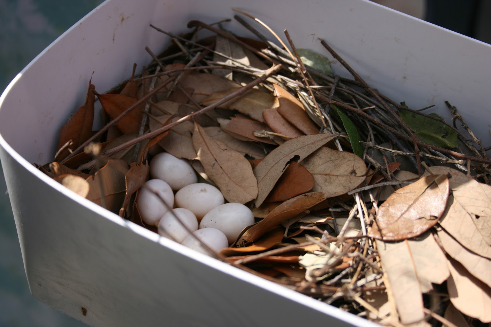 Look! A Seagull: Nests, Eggs, and Hatch-lings!