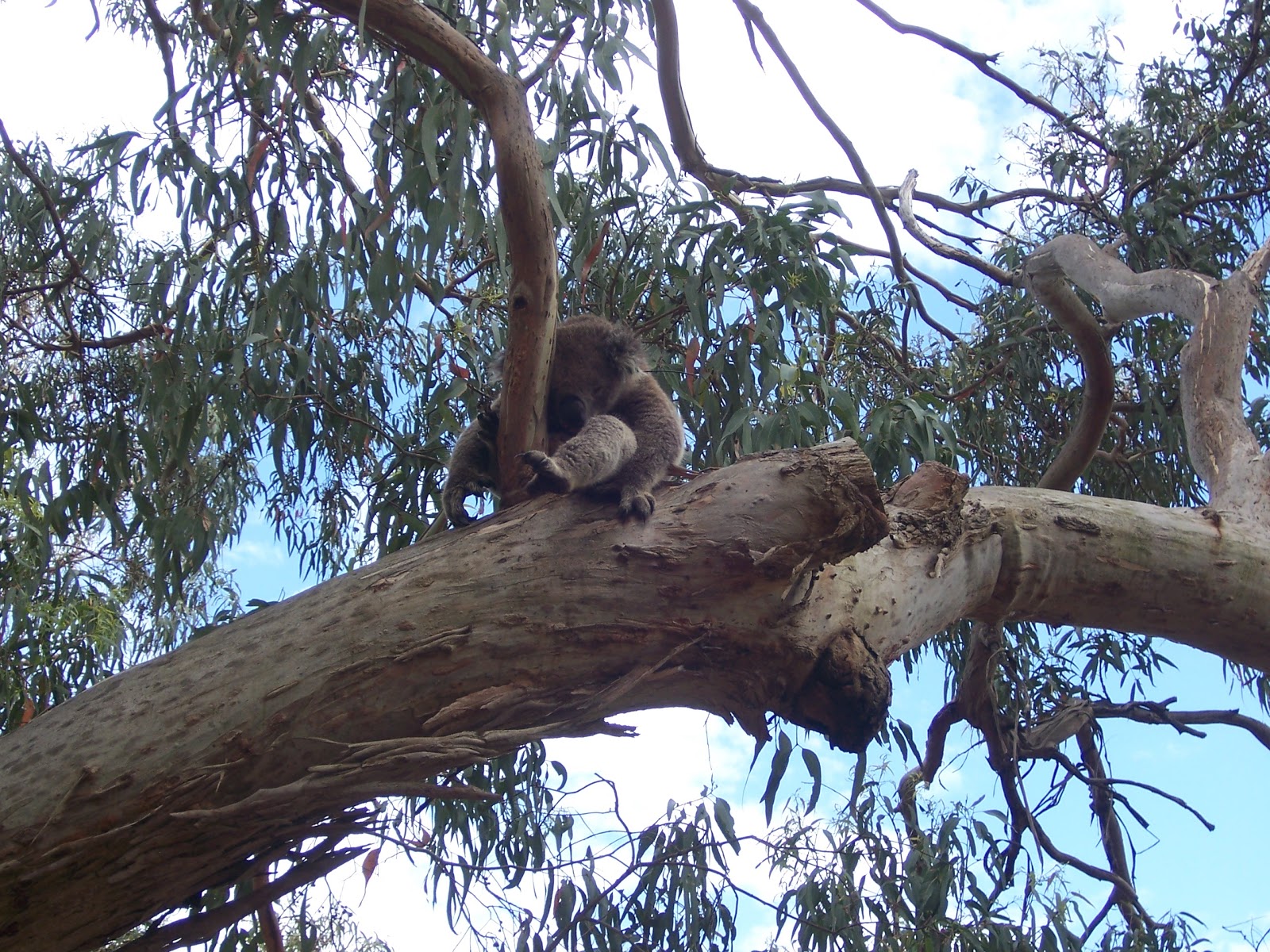 Travelling Around Australia in a Lemon: Grampians to Geelong