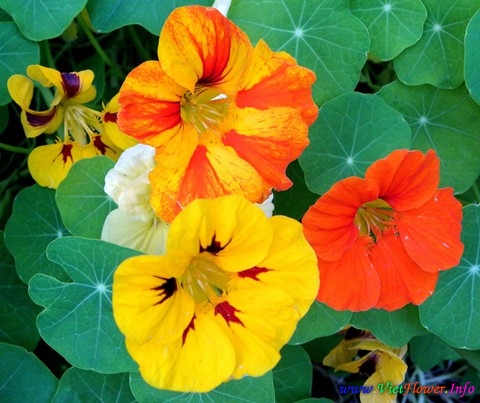 Sen cạn | Các loài hoa