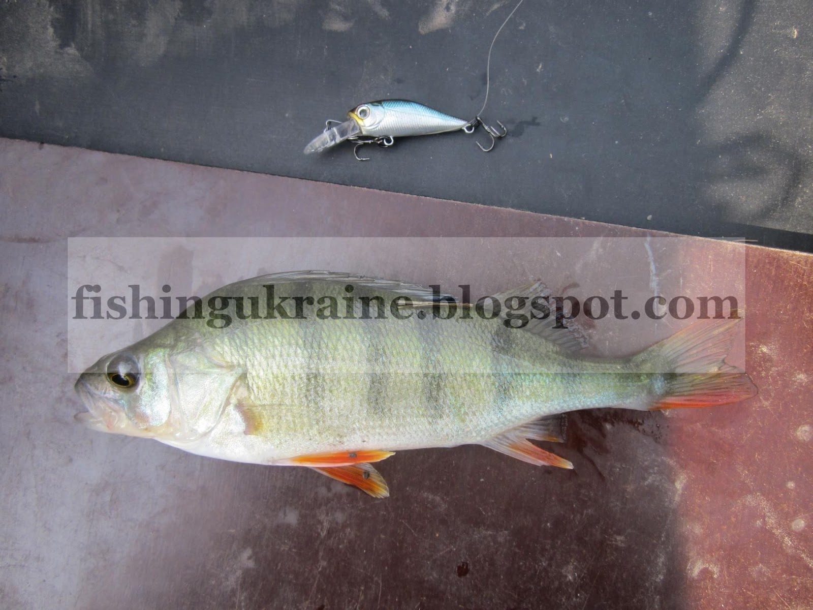 Відгук про воблер Pontoon 21 Cheerful 34F-MR