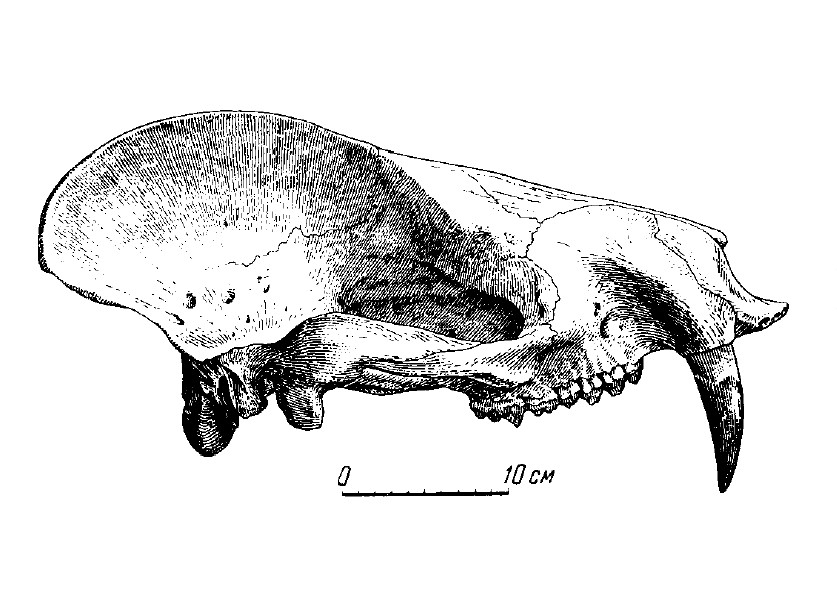 Escenarios prehistóricos: Prodinoceras