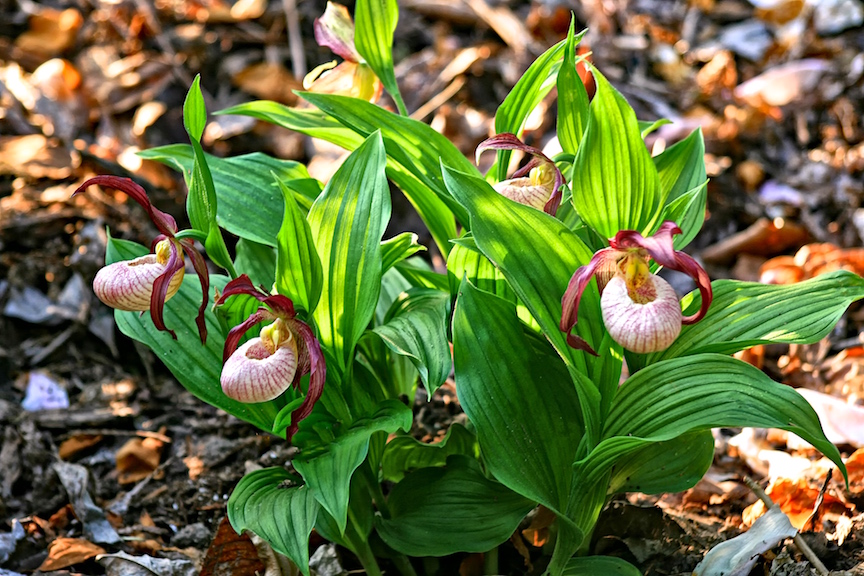 Conrad Art Glass & Gardens: Spring rapidly becomes summer....