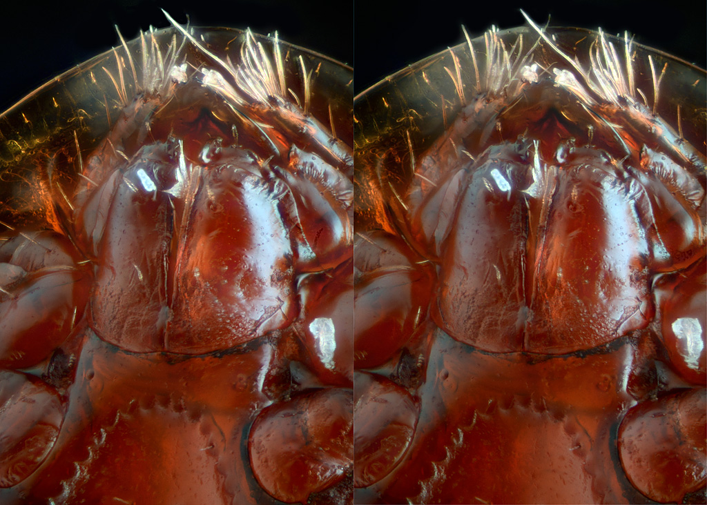 ムシをデザインしたのはダレ？: イトダニ類（Uropodidae）の一種