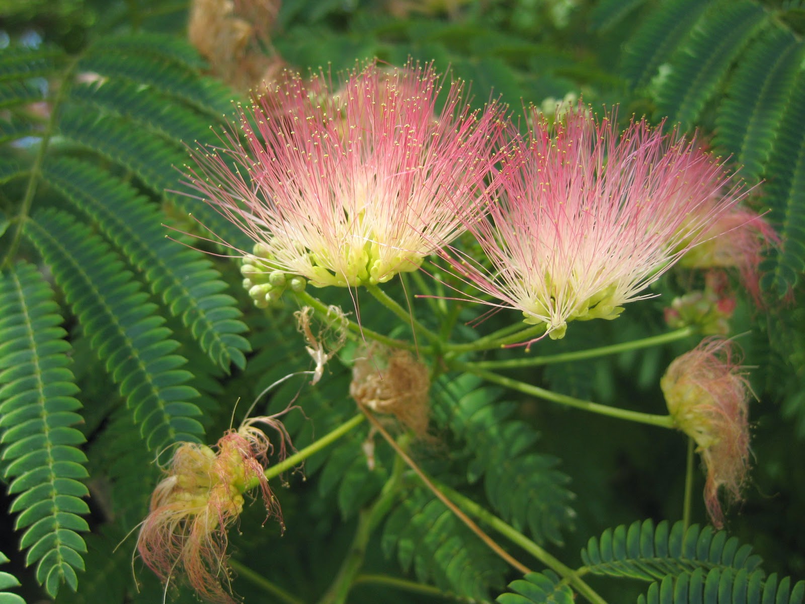 Trees of Santa Cruz County: Albizia julibrissin - Silk tree