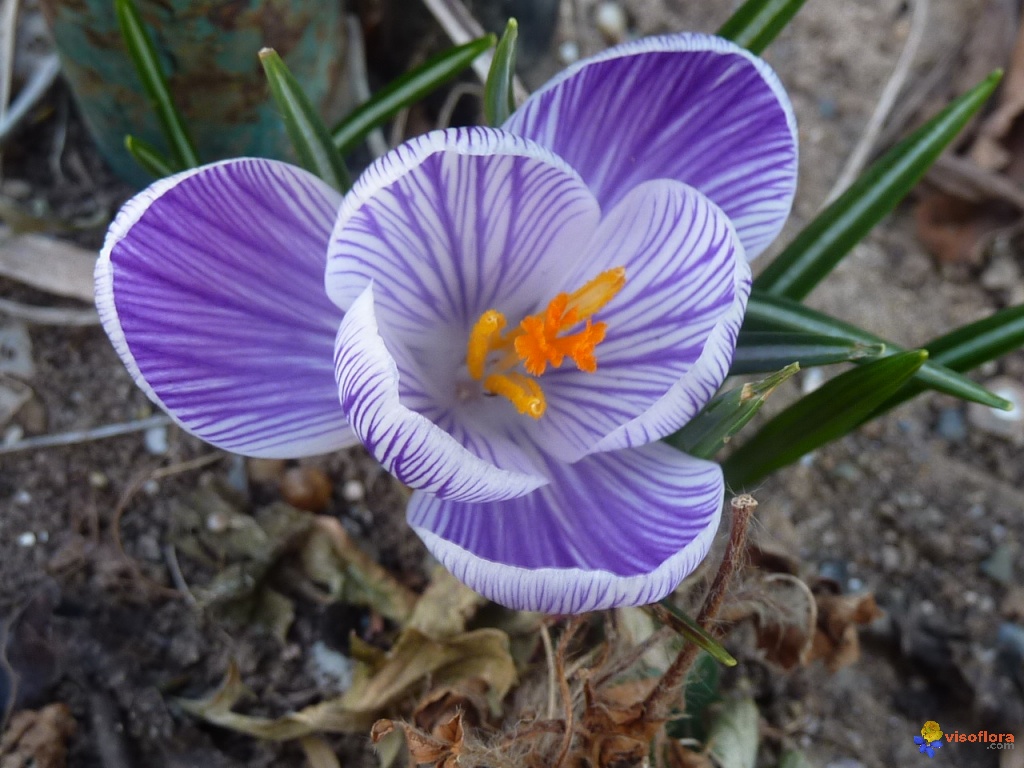 INNSpub | Blog site - Research Journal Publisher