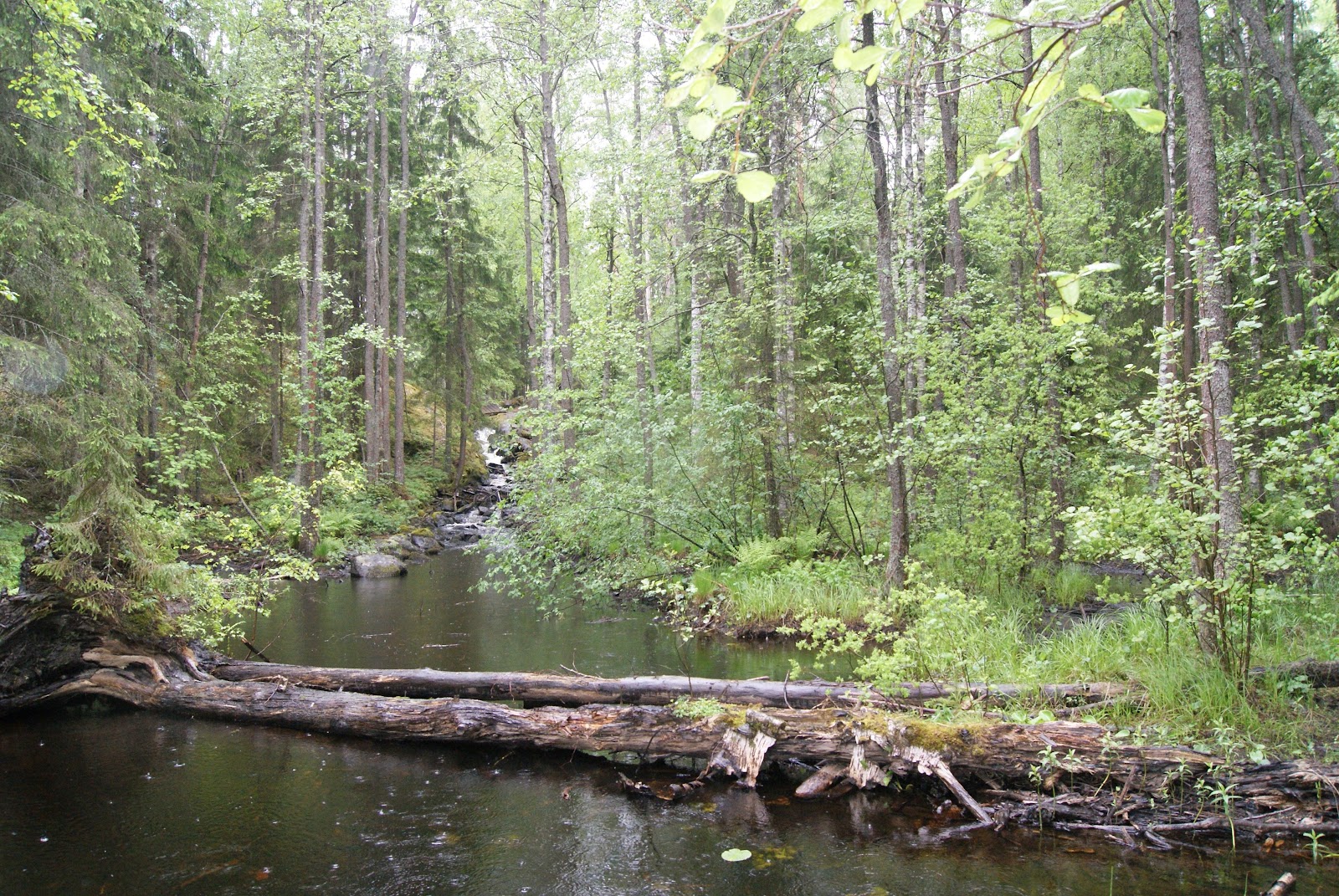 Makkerin blogi: kesäkuuta 2015