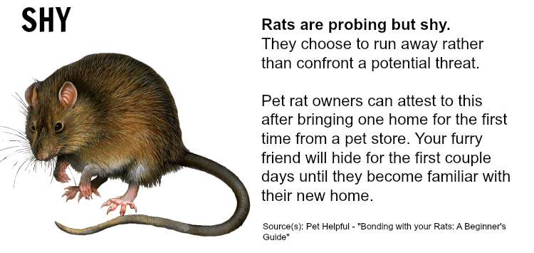 SCG Niagara: INFOGRAPHIC: Fascinating RAT Facts