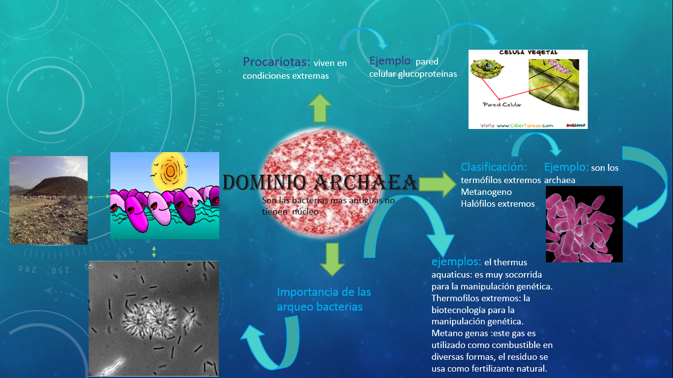 Libreta de bilogia: mapa mental 8 Dominio archaea