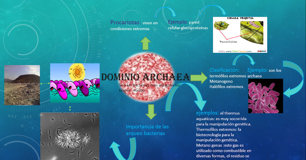 Libreta de bilogia: mapa mental 8 Dominio archaea