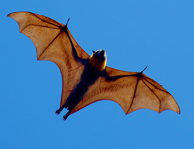 Heat wave killing flying foxes( Hindu,Environment ,Biodiversity ) - xaam.in