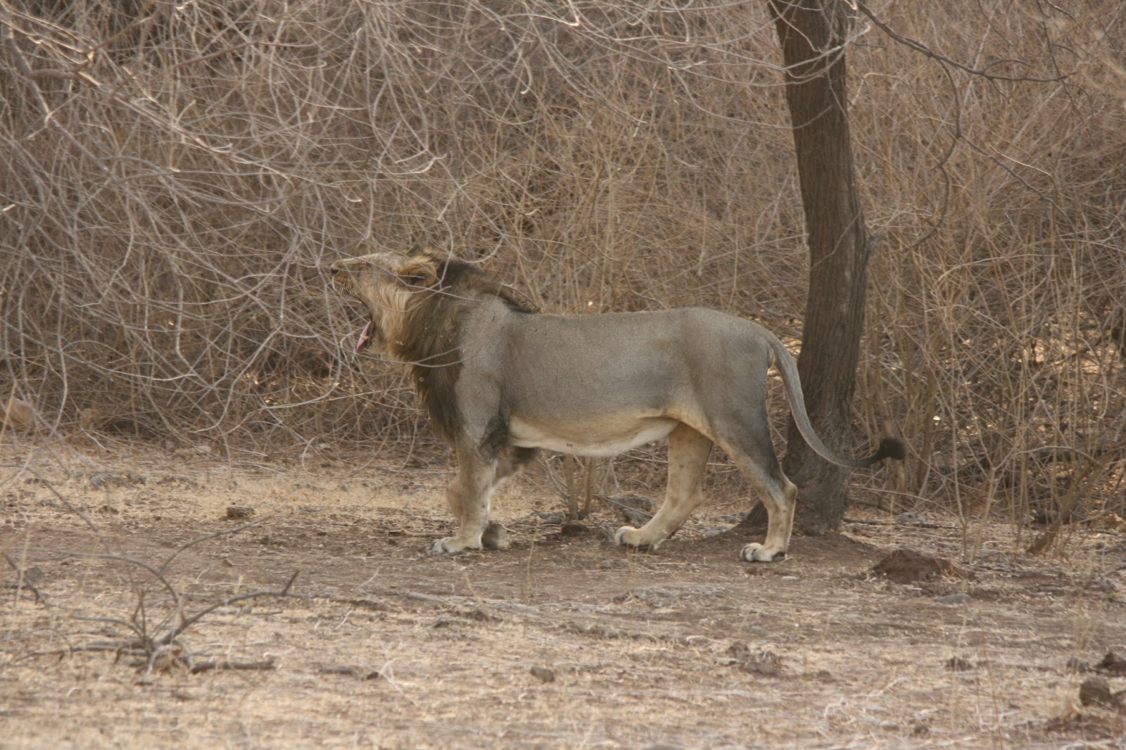 Persian Mane :|: Lioden