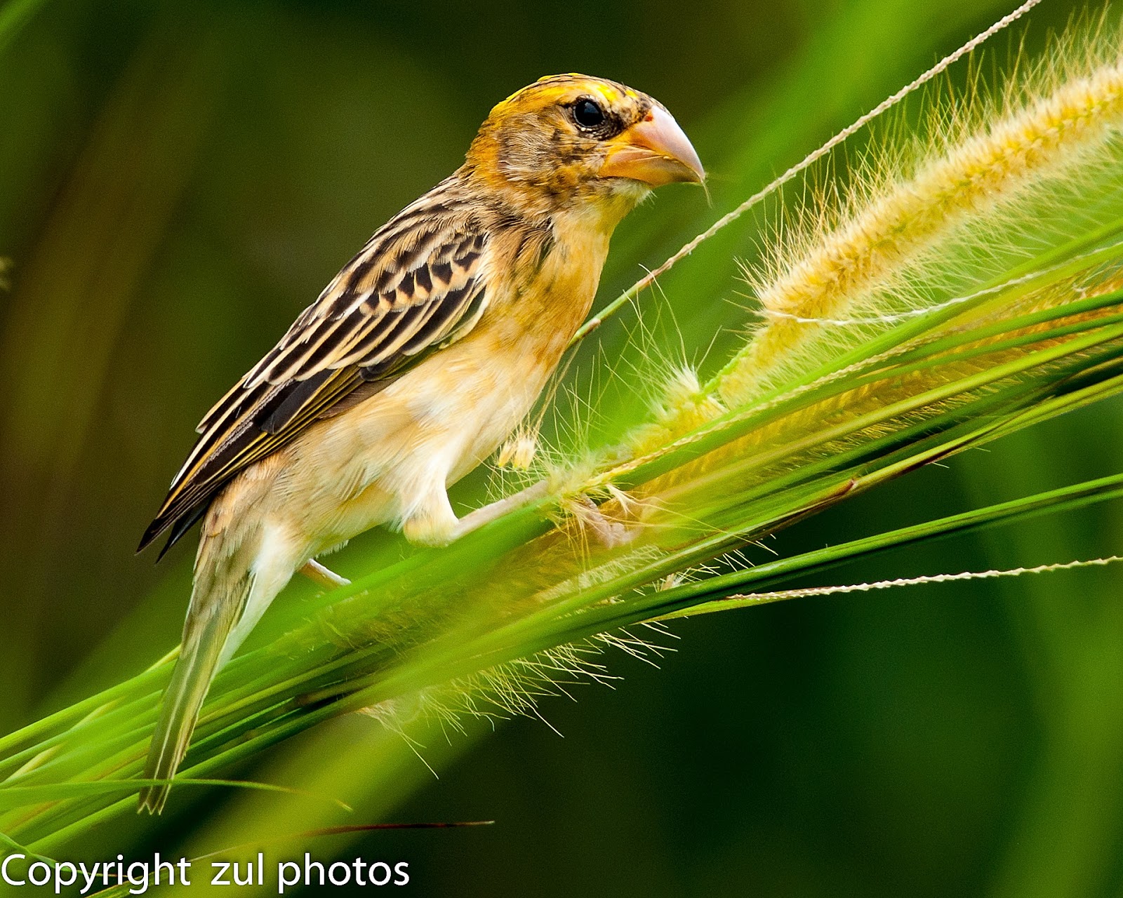 Zul Ya - Birds of Peninsular Malaysia: Baya Weaver