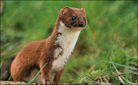 Thinking in English: Expression: To weasel out of