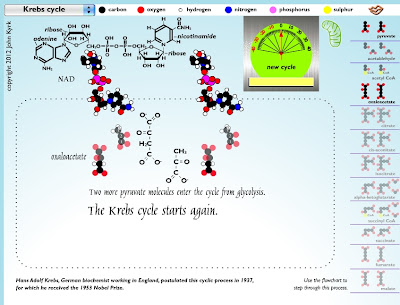 Galileo Feynman: "Cell Biology Animation"