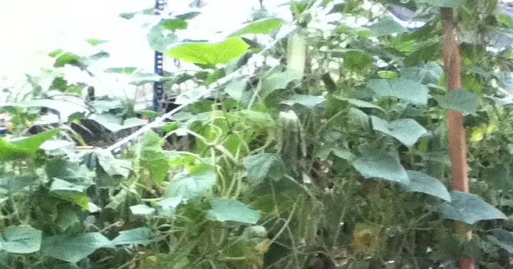 Gaya Terbaru 21+ Fertigasi Timun