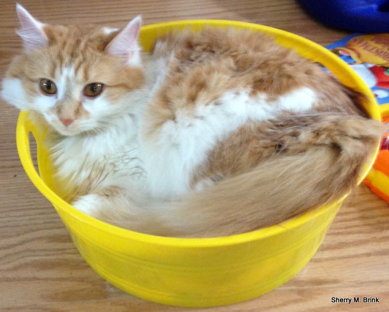 Sherry Brink's Family History - Free Memories: Sherry's photos