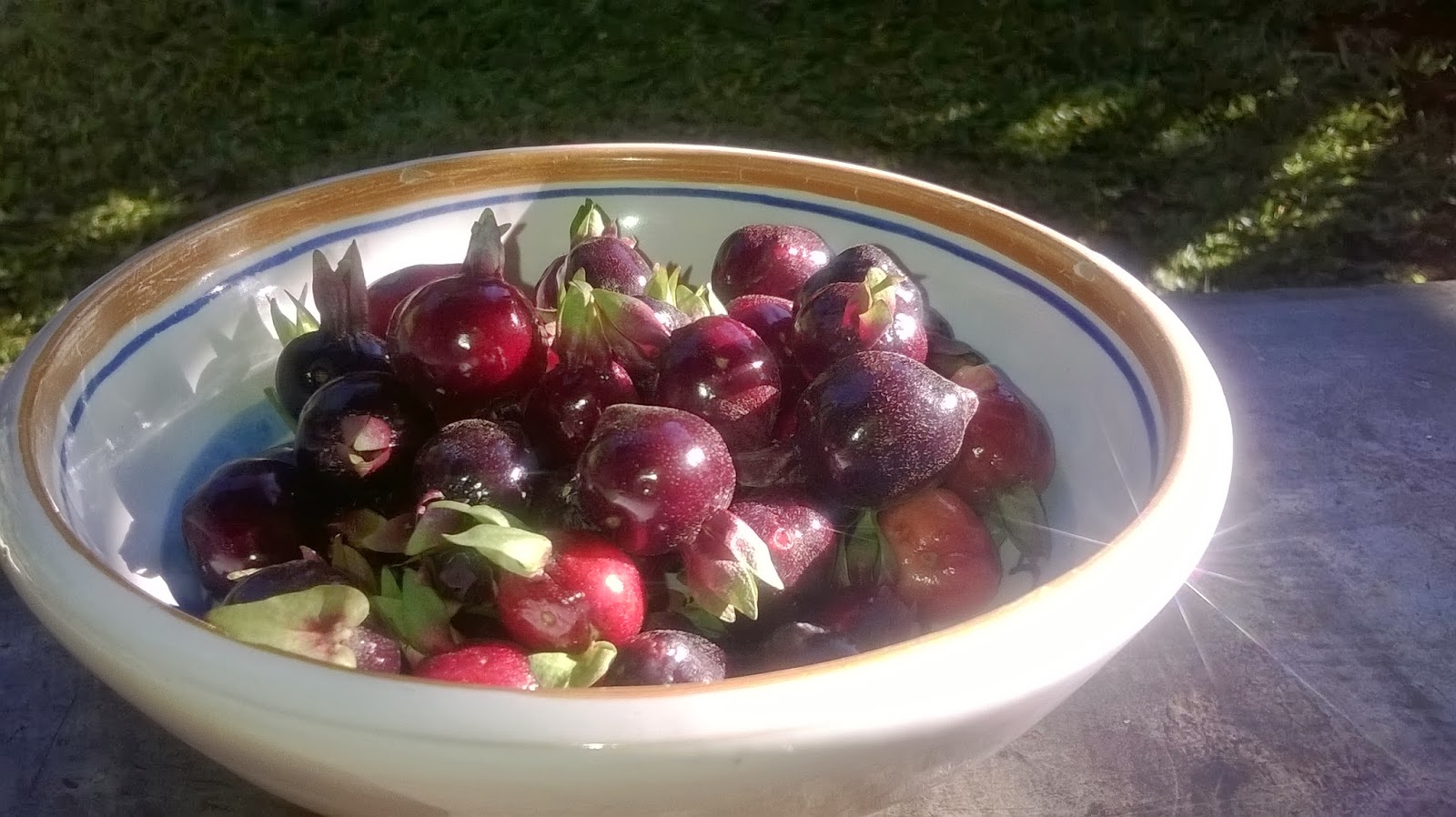 De la tierra colorada: Cerella (Eugenia Involucrata)
