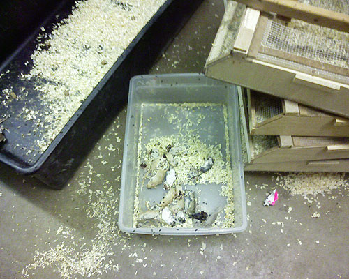 Petshops, Comércio, Criação Irresponsável - Isso precisa parar!