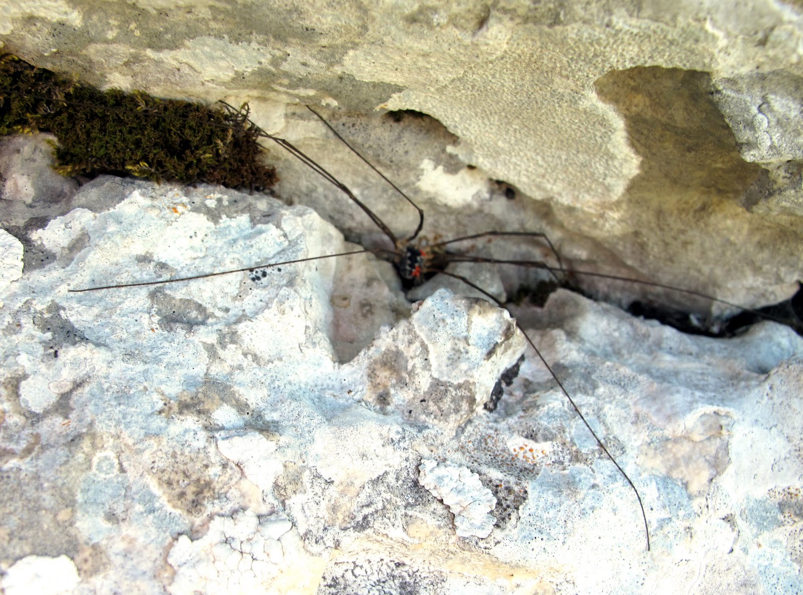 trekking de bernard: Un grand faucheux : grand opilion, gyas, mitopus ...