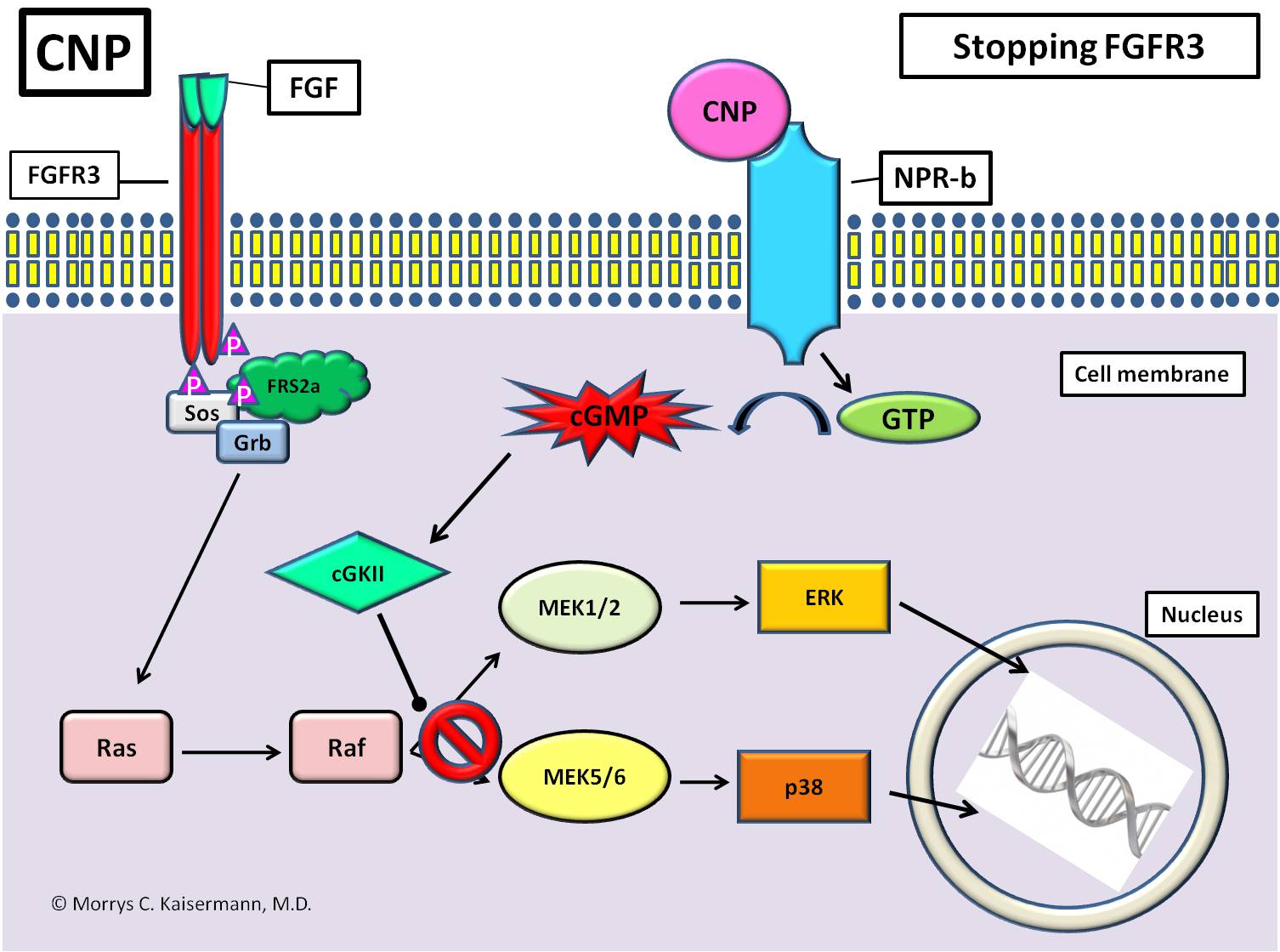 Treating Achondroplasia: New evidence of the mechanism of action of CNP ...