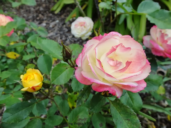 Sunday Selections # 143