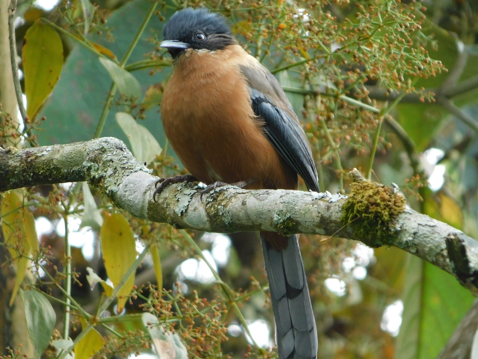 Rufous sibia - Birds of India