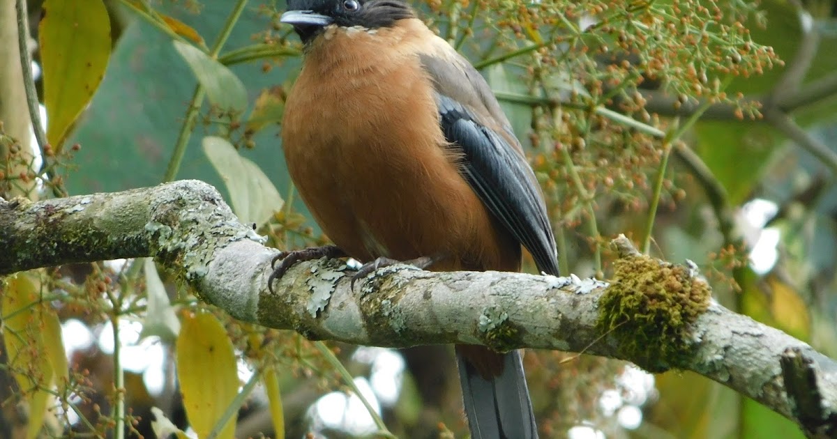 Rufous sibia - Birds of India