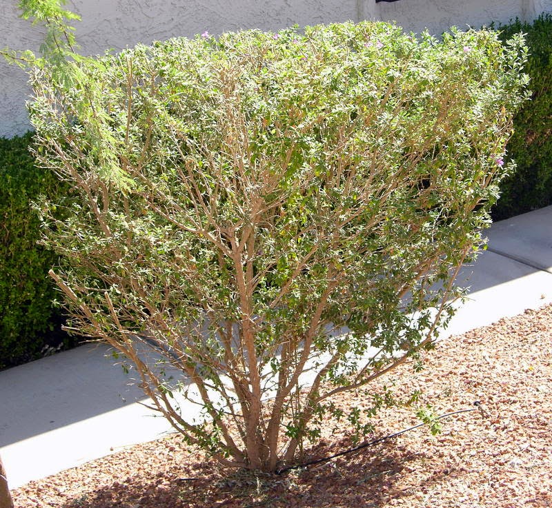 Xtremehorticulture of the Desert: 12 October 2014