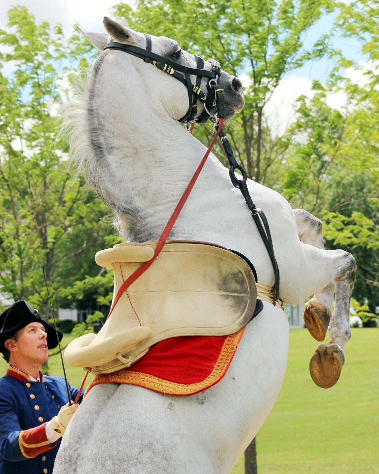 Seth Saith: The Mane Attraction: White Lipizzaner Stallions Show Off ...