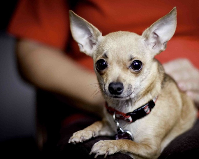 Puppycatandmouse/KimK Widmark : Baby Mama chichi Chihuahua