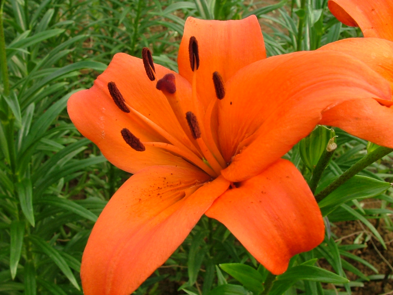 FITOSOFIA: CULTIVO DEL LÍLIUM