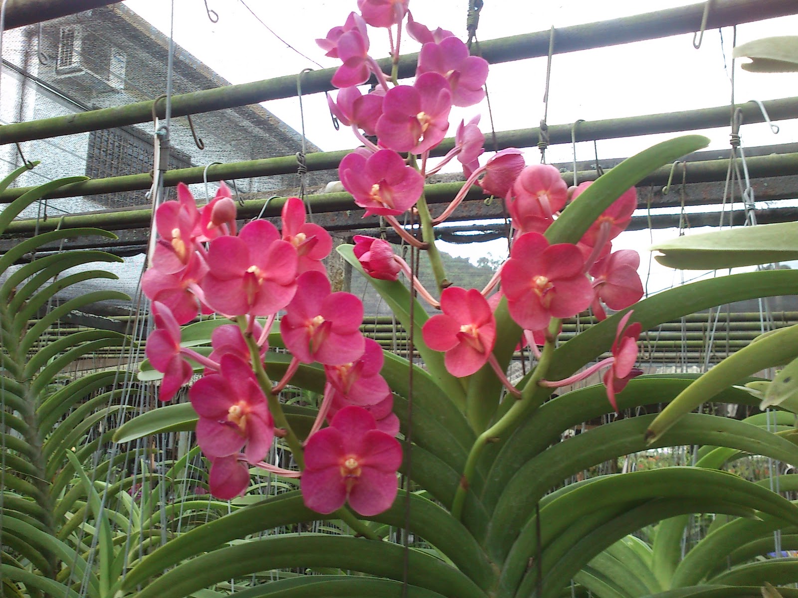 Hidup Yang KetentuanNYA: Kebun Orkid - Bunga Orkid