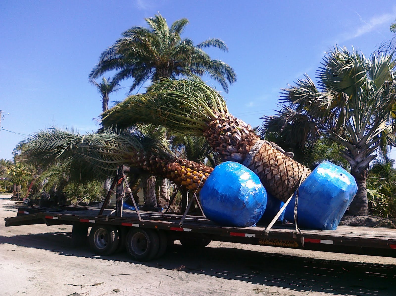 A Quality Plant: Centerpiece Palm Trees - Wholesale Palm Trees - Retail ...