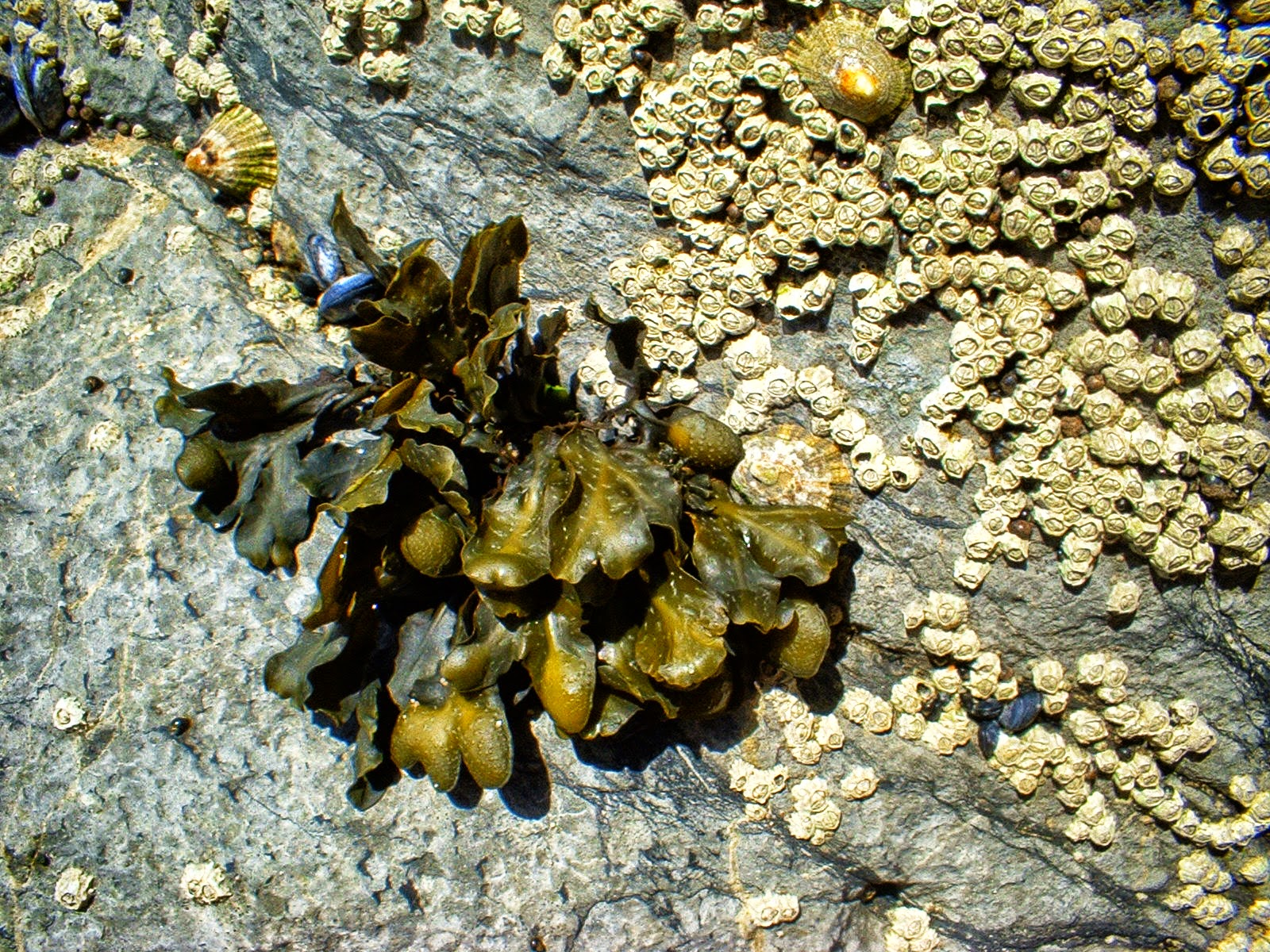 A picture a day: Sea weed seafood