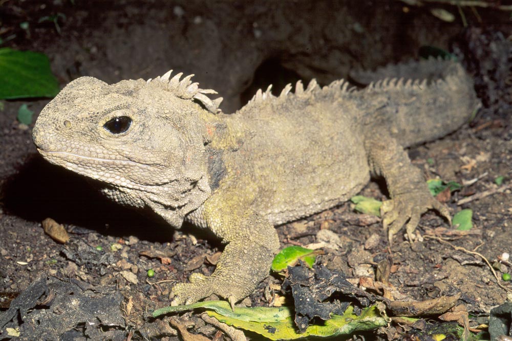 Reptil Endemik Indonesia: Sphenodon punctatus Tuatara