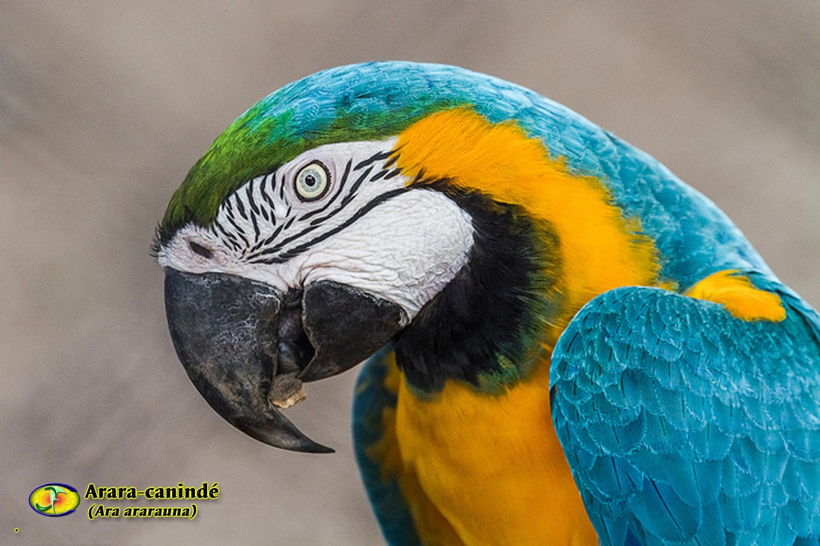 ORNITOLOGIA: Arara-canindé (Ara ararauna)