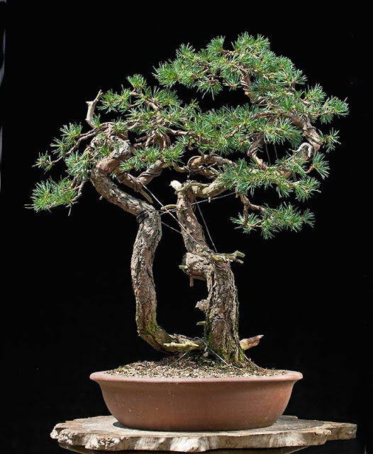 Walter Pall Bonsai Adventures: Scots pine #17