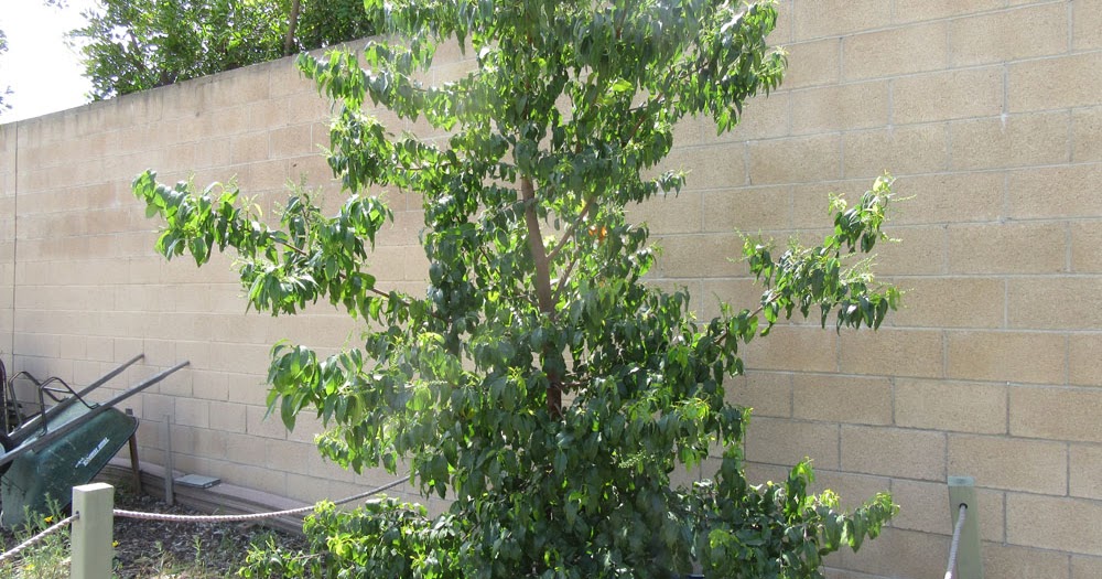 Mother Nature's Backyard - A Water-wise Garden: Plant of the Month ...