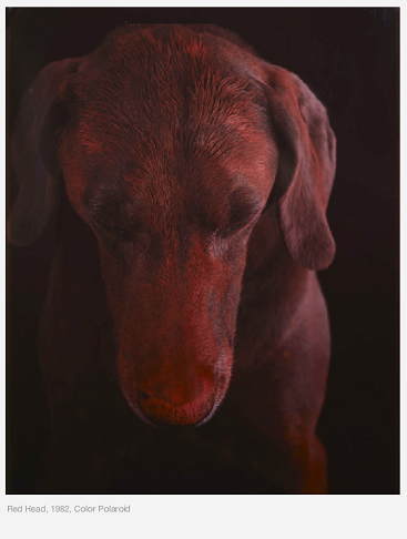 Dog Blog: Wegman's Weimaraner