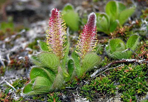 Trees Planet: Salix arctica - Arctic Willow