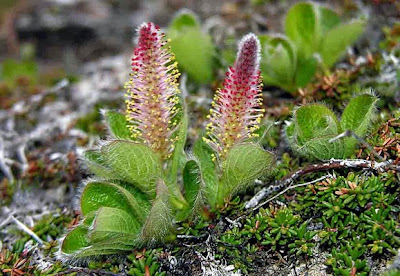 Trees Planet: Salix arctica - Arctic Willow