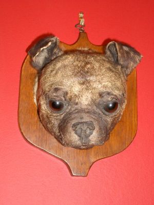 Terrierman's Daily Dose: Hunting the Wild Pug