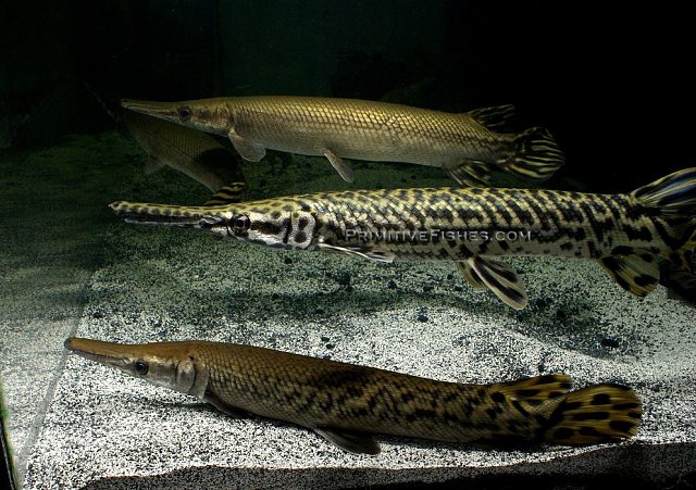 Mahamaya Hiko: jenis-jenis GAR fish (ikan aligator)