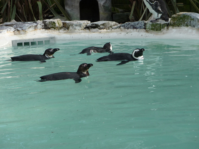 Synchronized Swimming in the Animal Kingdom | The Ark In Space
