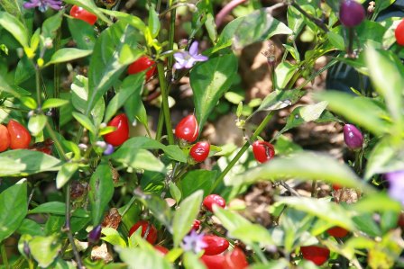 Capsicum annuum 'Bolivian rainbow' | Pustaka Flora | Database Tanaman ...