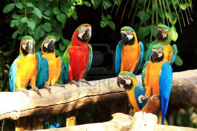 group parrots latest hd wallpapers - FREE HD WALLPAPERS