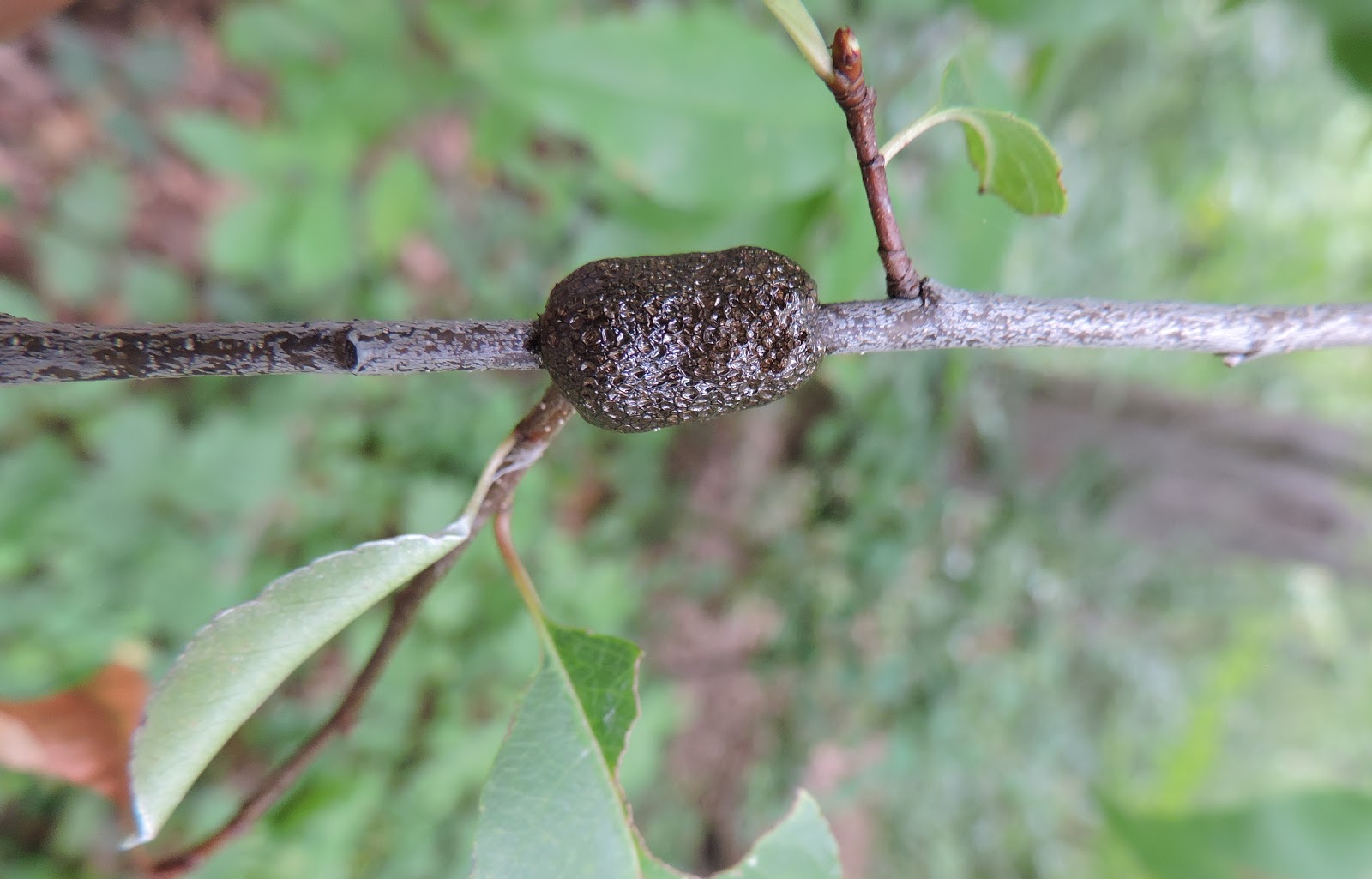 Capital Naturalist by Alonso Abugattas: Tent Caterpillars
