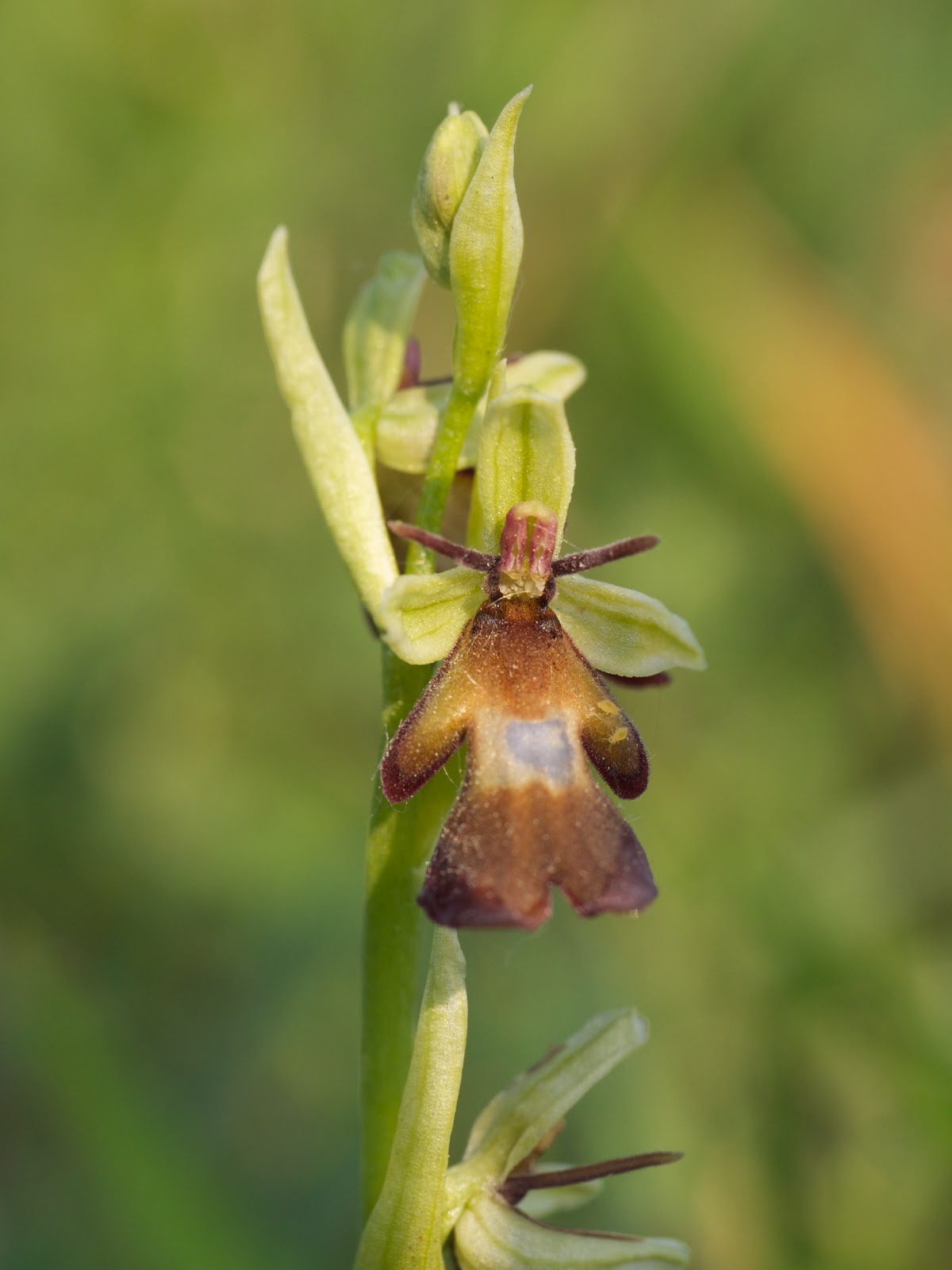 Longstoned: Tiny Fly Orchids, Cranham Common, Cotswolds 27/05/2012