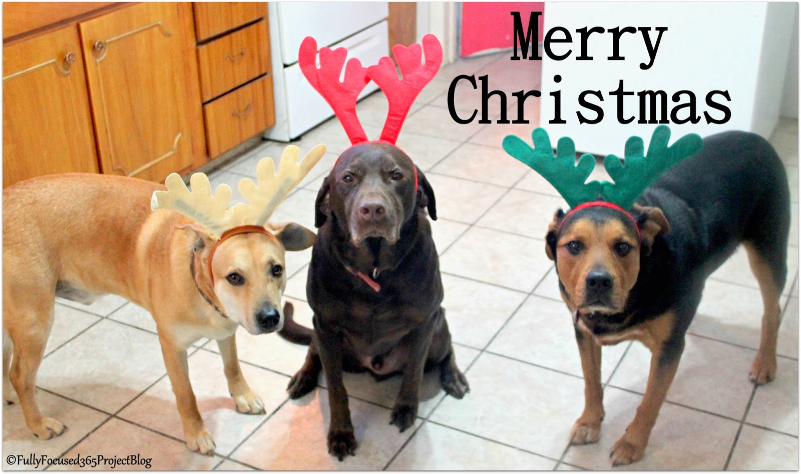 Fully Focused: 365 Project-Photography-One Photo A Day For a Year